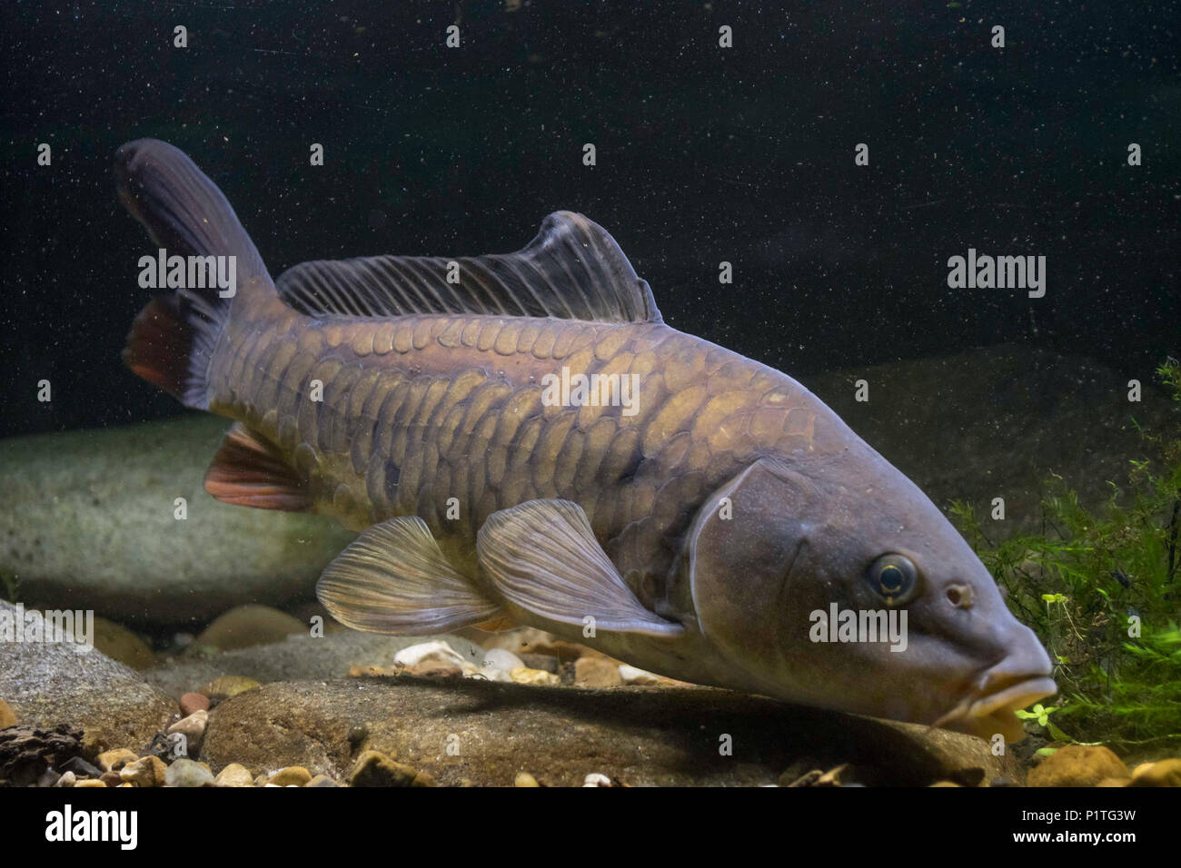 Mirror carp hi-res stock photography and images - Alamy