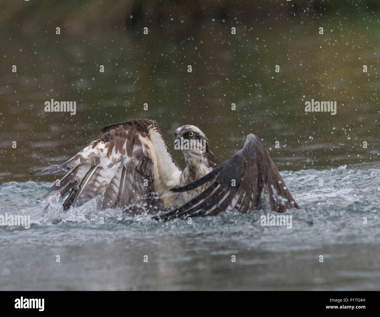 Osprey diving hi-res stock photography and images - Alamy