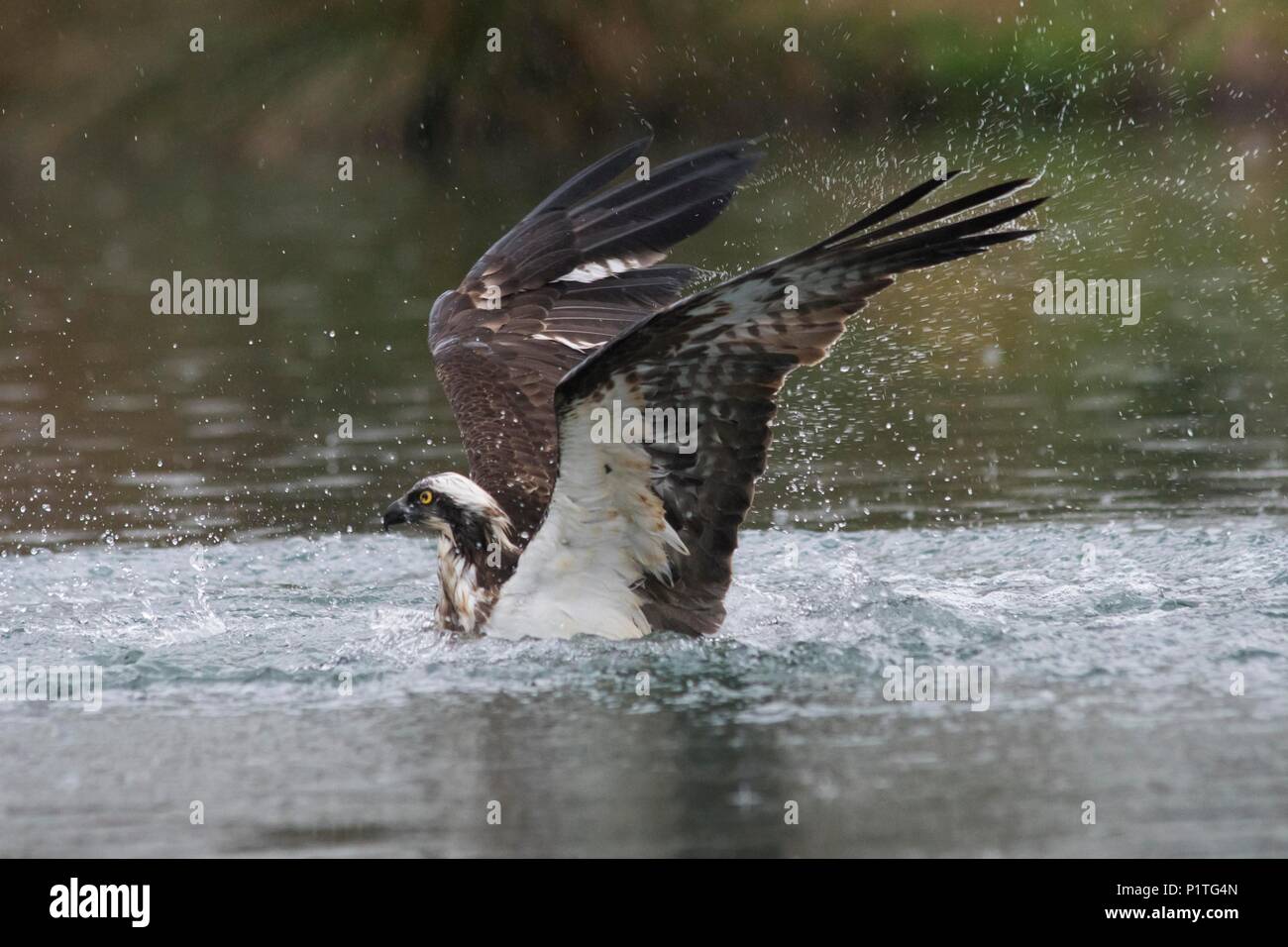 Osprey diving for fish in rutland water Stock Photo - Alamy