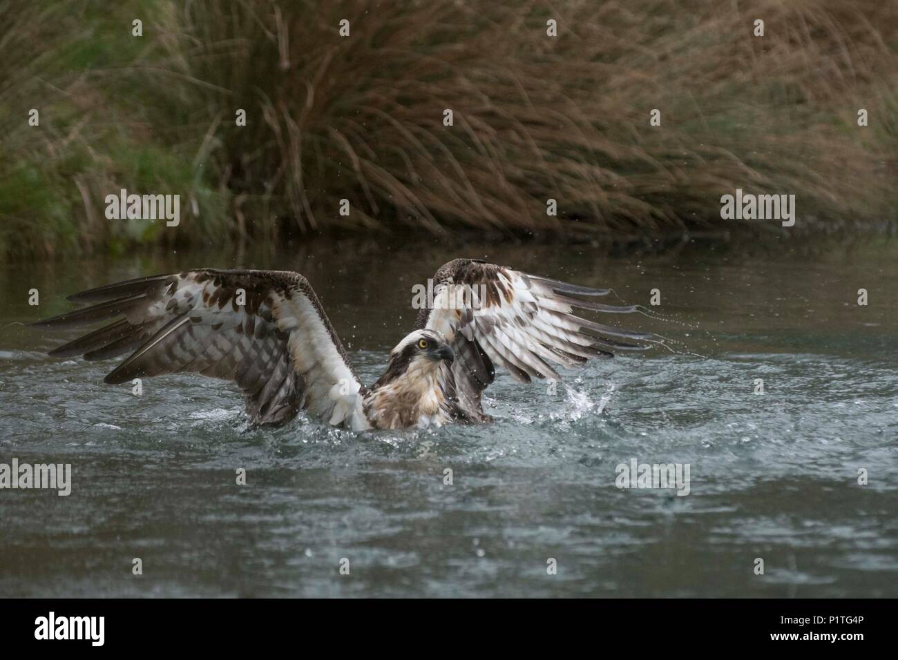 Osprey diving for fish in rutland water Stock Photo - Alamy