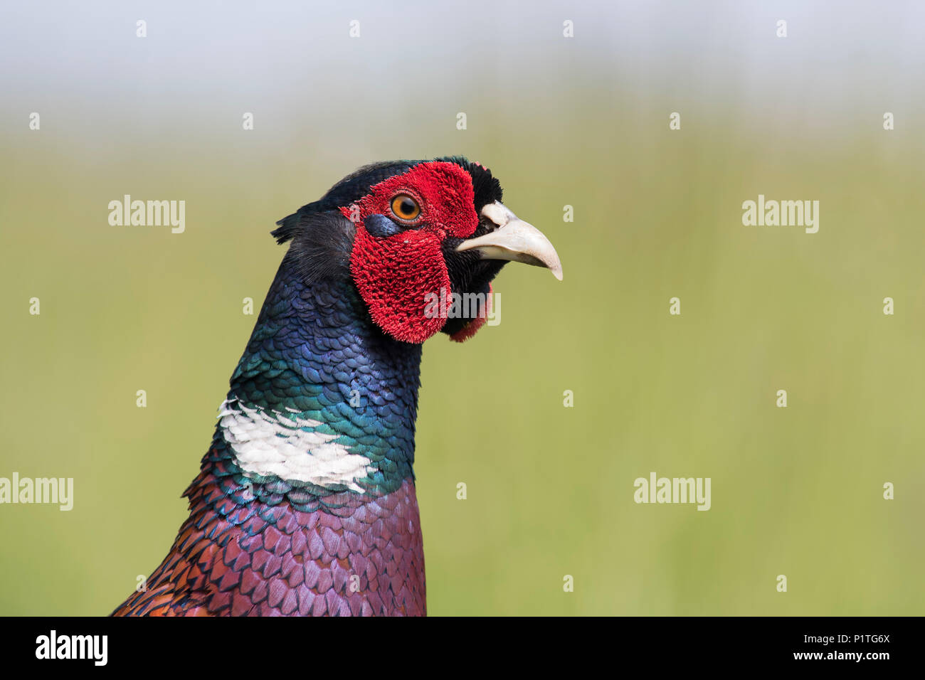 Male pheasant colours hi-res stock photography and images - Alamy
