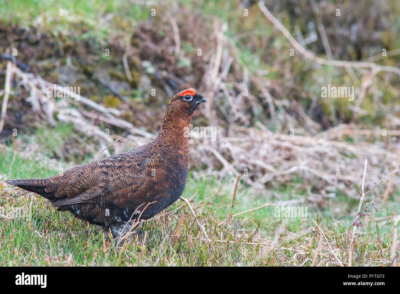 Red Grouse, peak district Stock Photo - Alamy