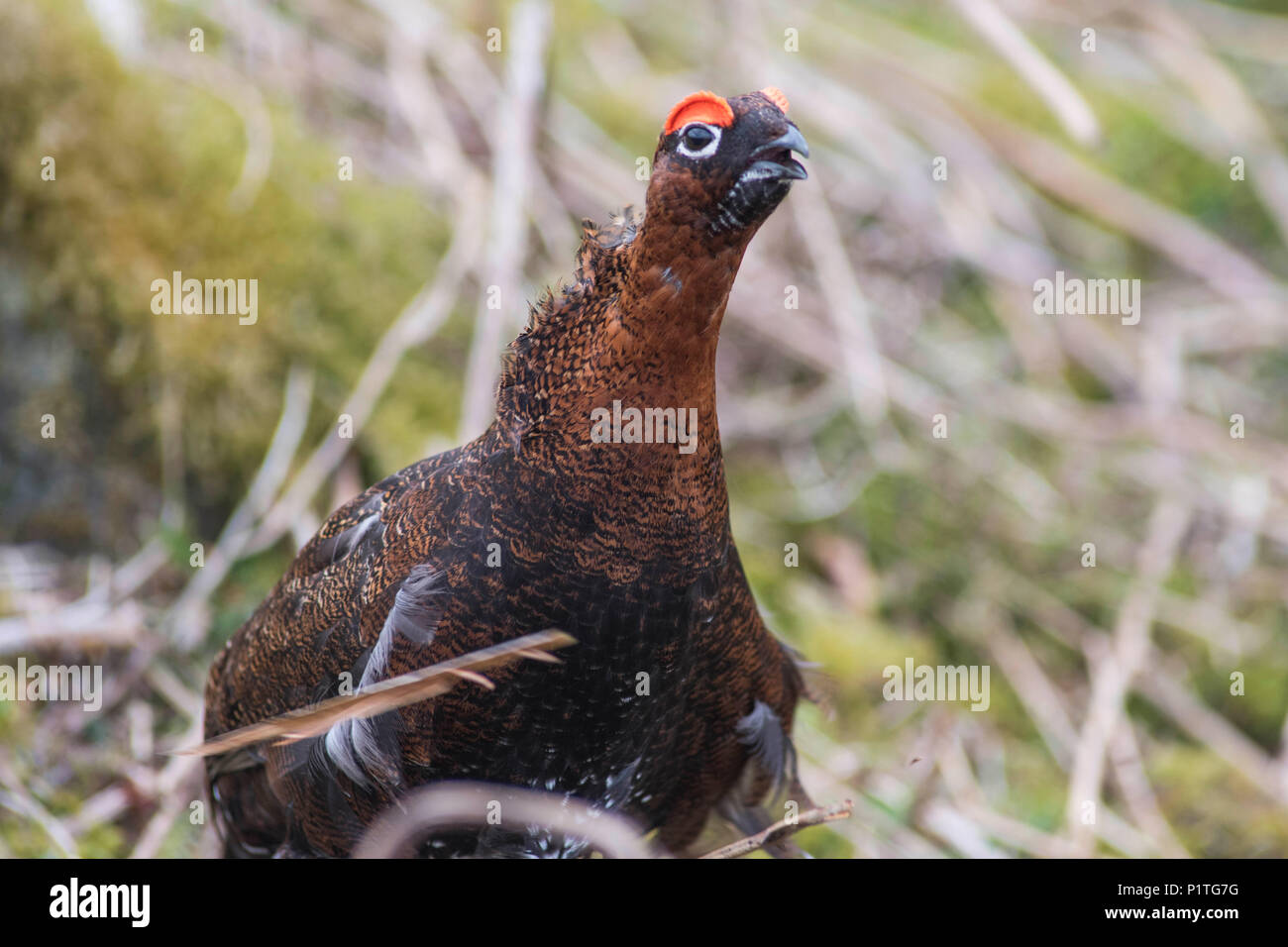 Red Grouse, peak district Stock Photo - Alamy