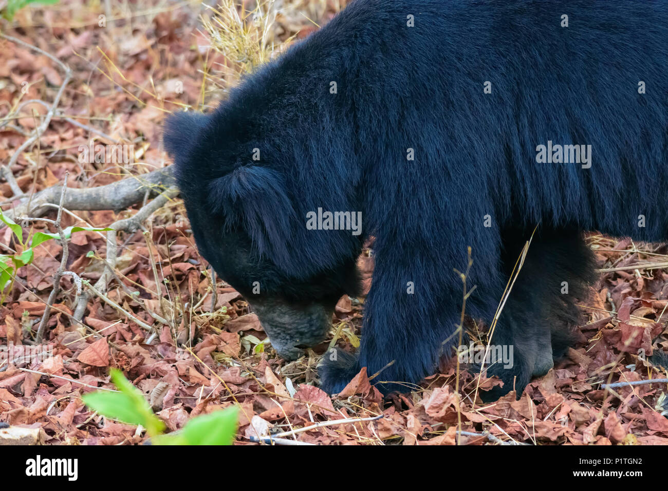 Sloth Bear, Labiated Bear, Melursus ursinus, feeding during early ...