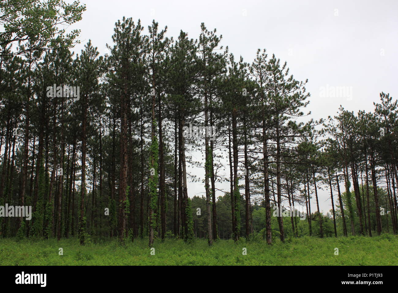 A grove of tall pine trees growing in the meadow Stock Photo - Alamy