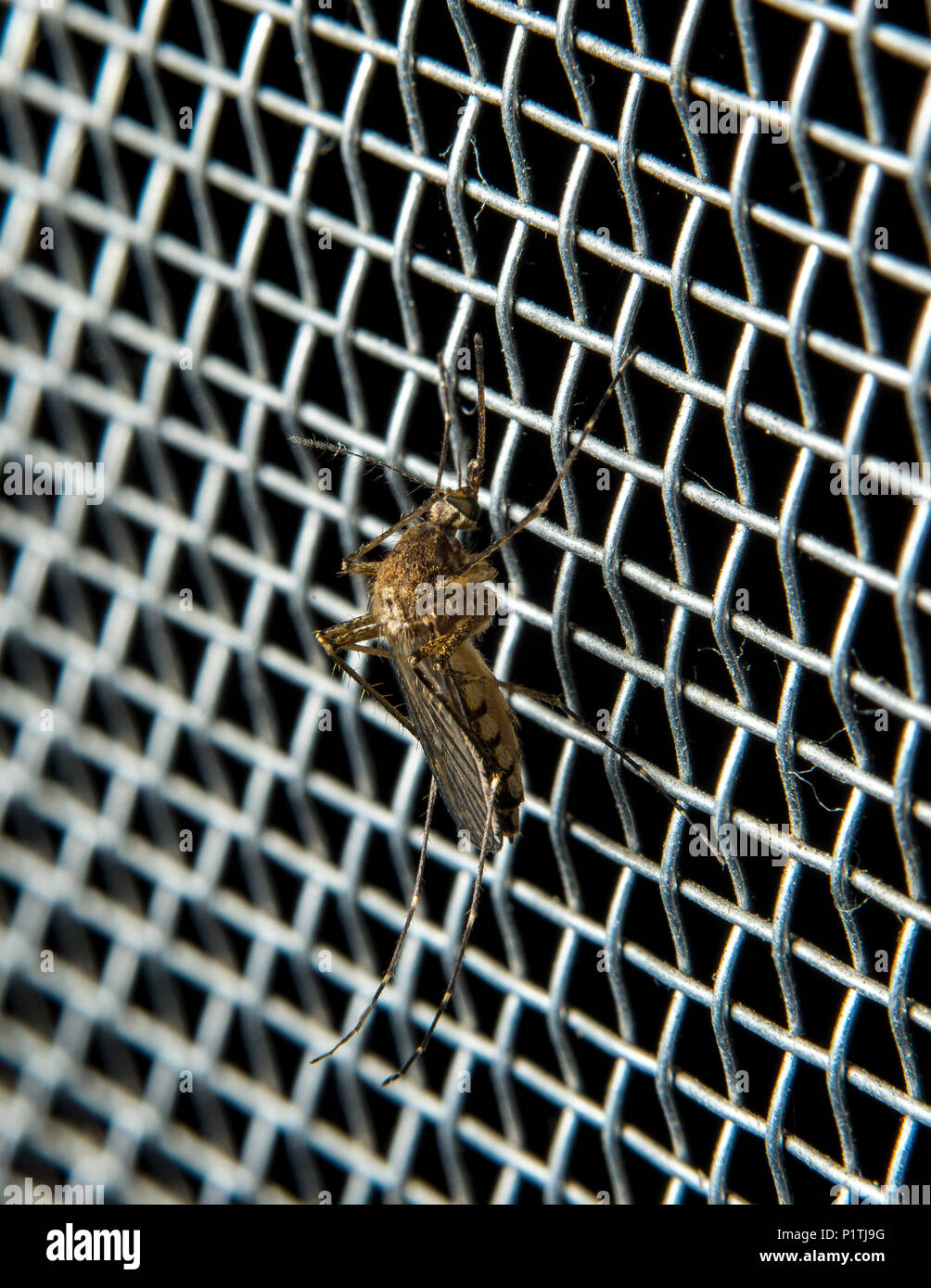 Aedes mosquito hi-res stock photography and images - Alamy
