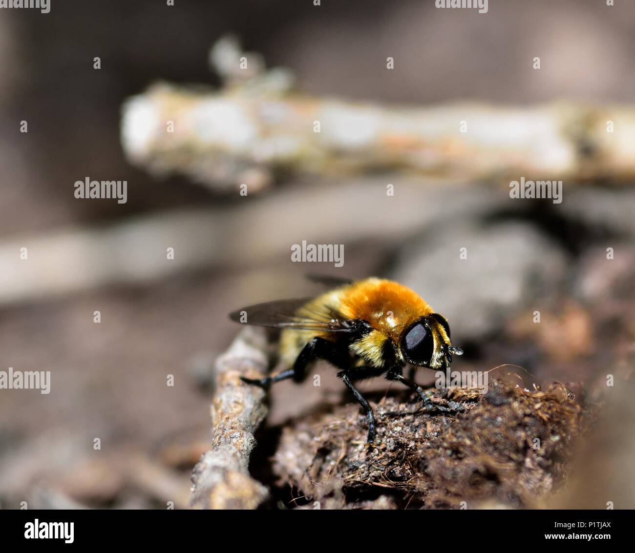 Wild Bee bathing in the sunshine Stock Photo - Alamy