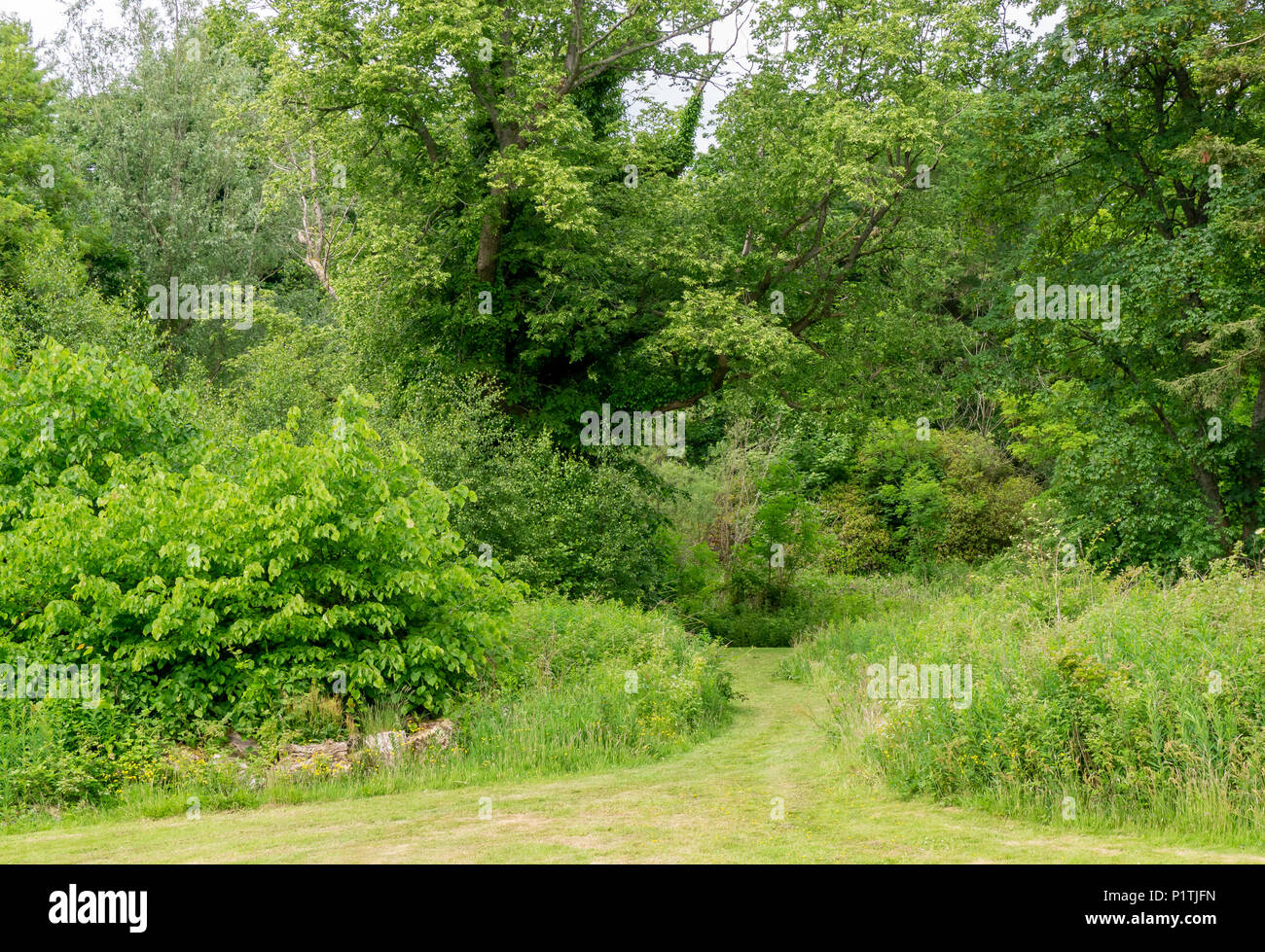 Path to a Jungle of Scottish Trees and Bushes in the Scottish ...