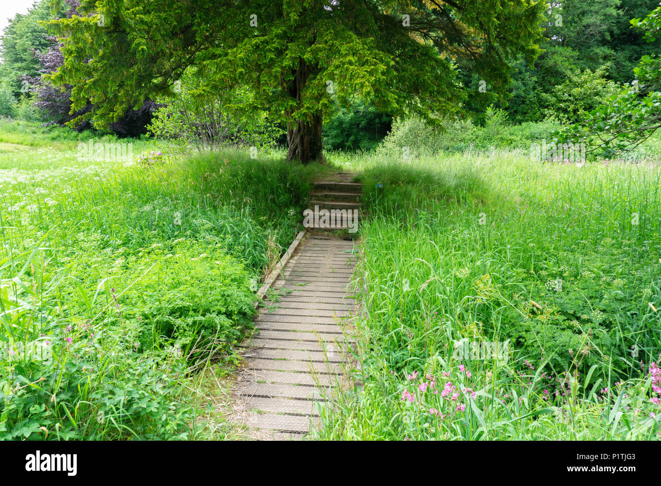 Country Walkway and some Steps leading into the Scottish Woodland Stock ...