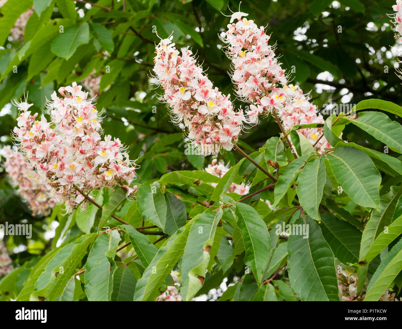 Horse chestnut early flower hi-res stock photography and images - Alamy