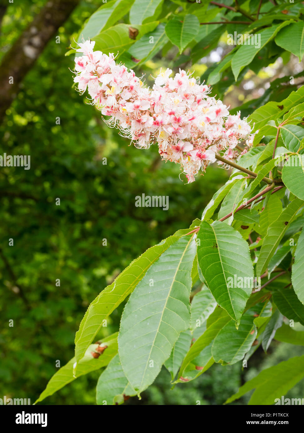 Pink June flowers of the deciduous chestnut, Aesculus indica 'Sidney ...