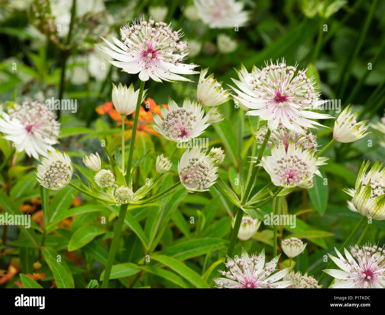 Green tipped white flowers of the hardy perennial masterwort, Astrantia ...