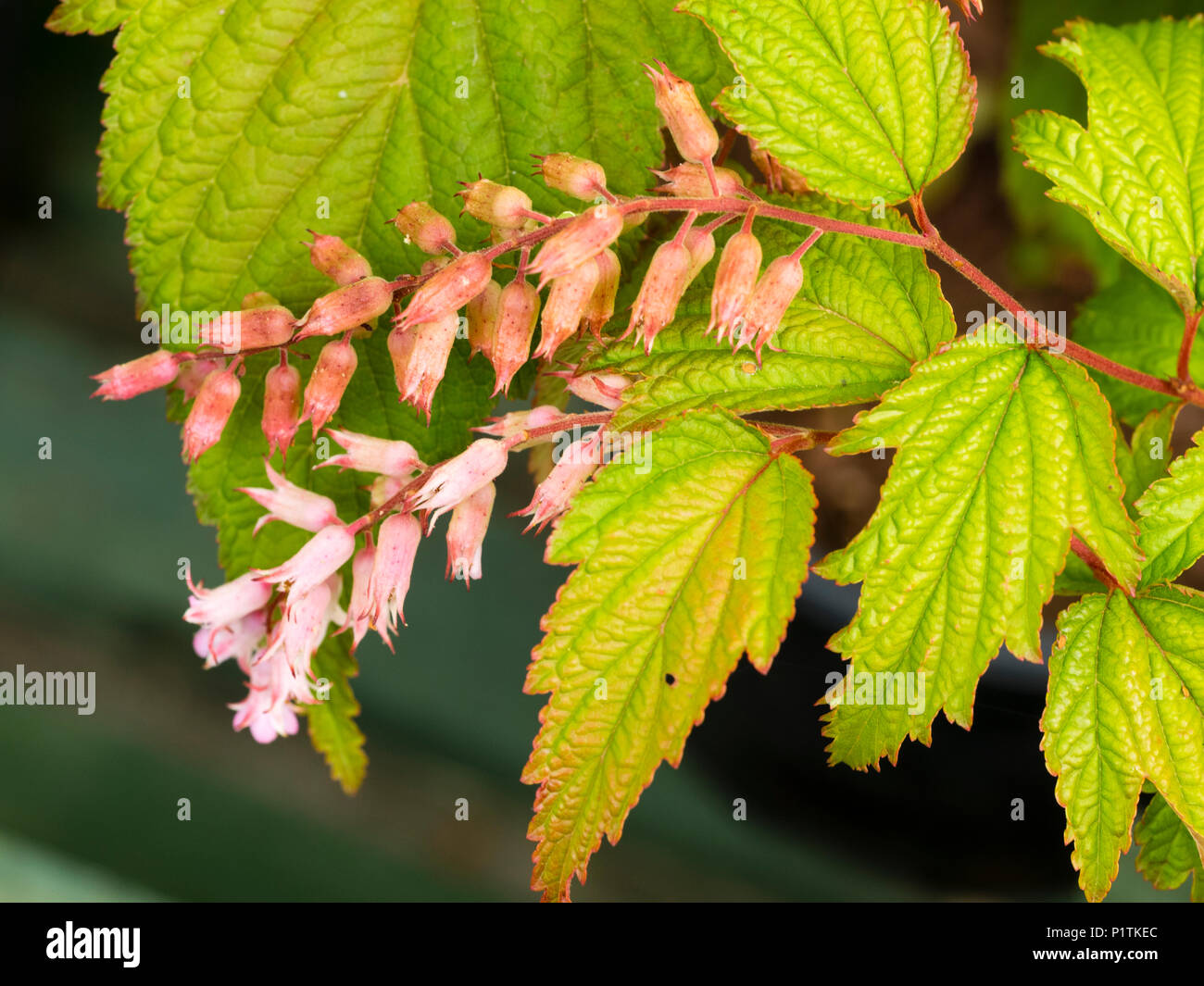 Small pink flowers of the hardy deciduous thicket forming shrub ...