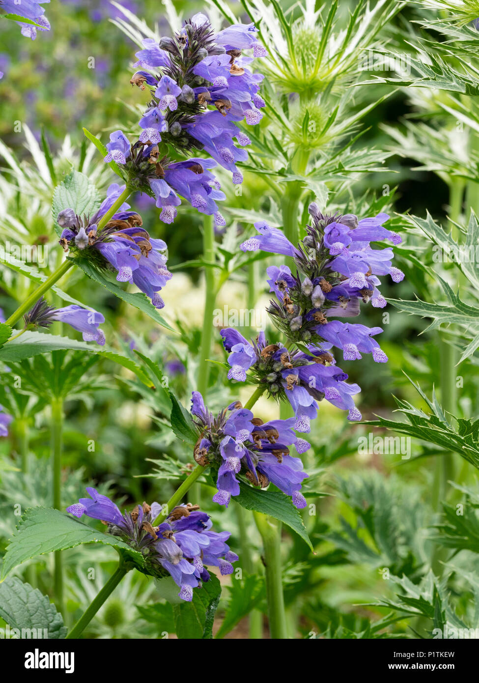 Blue nepeta hi-res stock photography and images - Alamy
