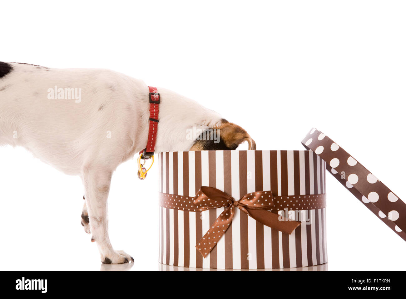 Naughty dog birthday hi-res stock photography and images - Alamy