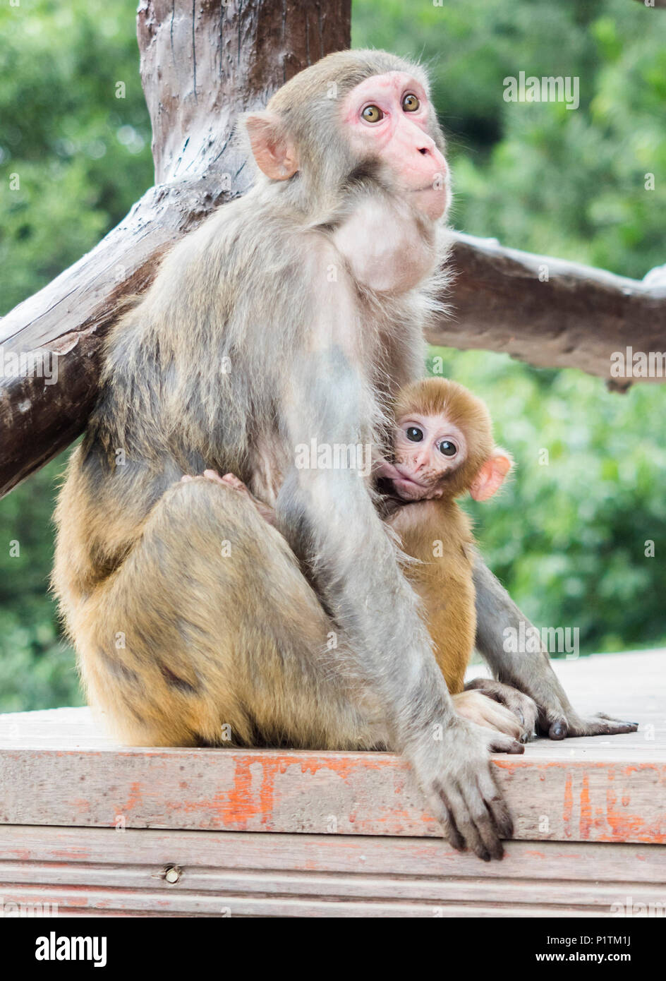 A monkey feeding her baby at Yuanjiajie Mountain, Wulingyuan Scenic ...