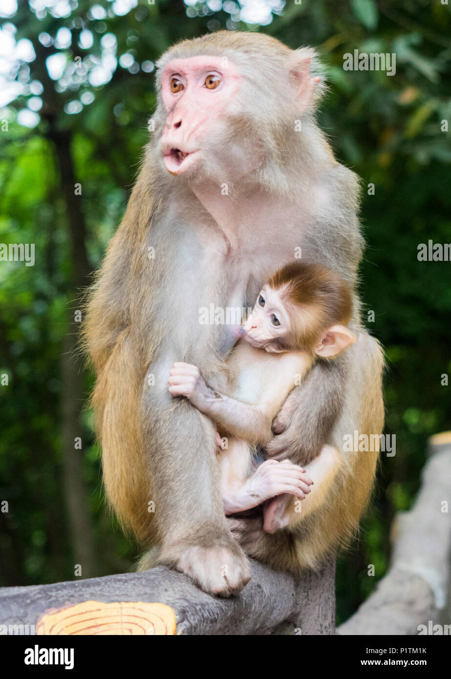A monkey feeding her baby at Yuanjiajie Mountain, Wulingyuan Scenic ...