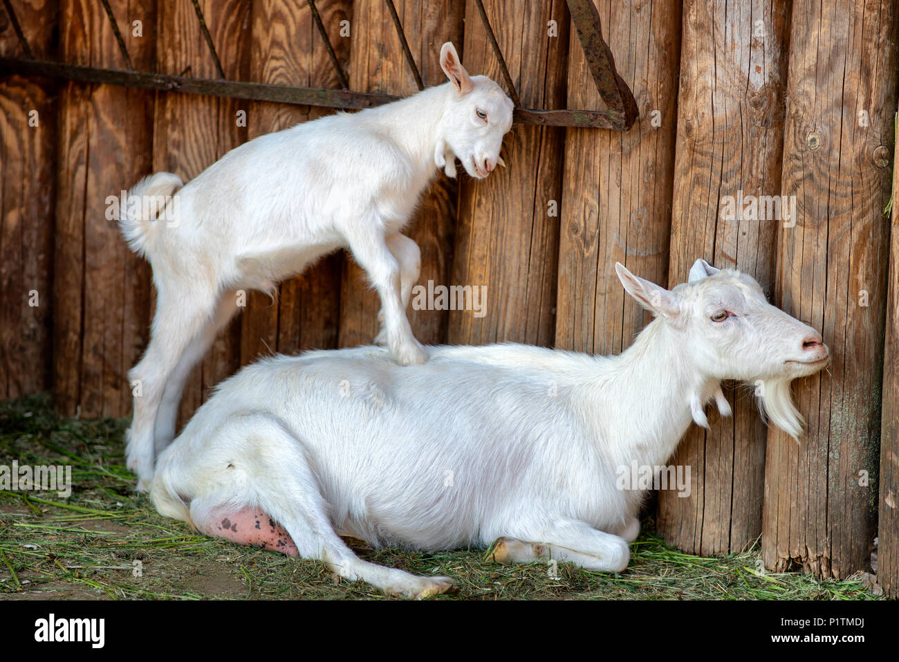 Domestic goat with kid hi-res stock photography and images - Alamy
