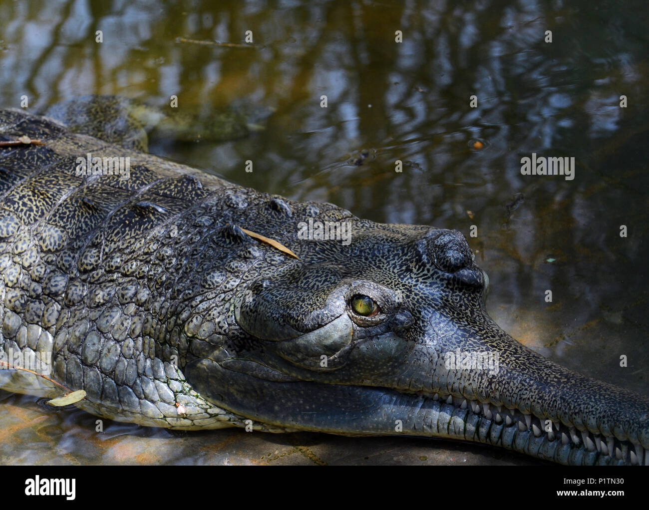 Crocodile Eating Fish High Resolution Stock Photography and Images - Alamy