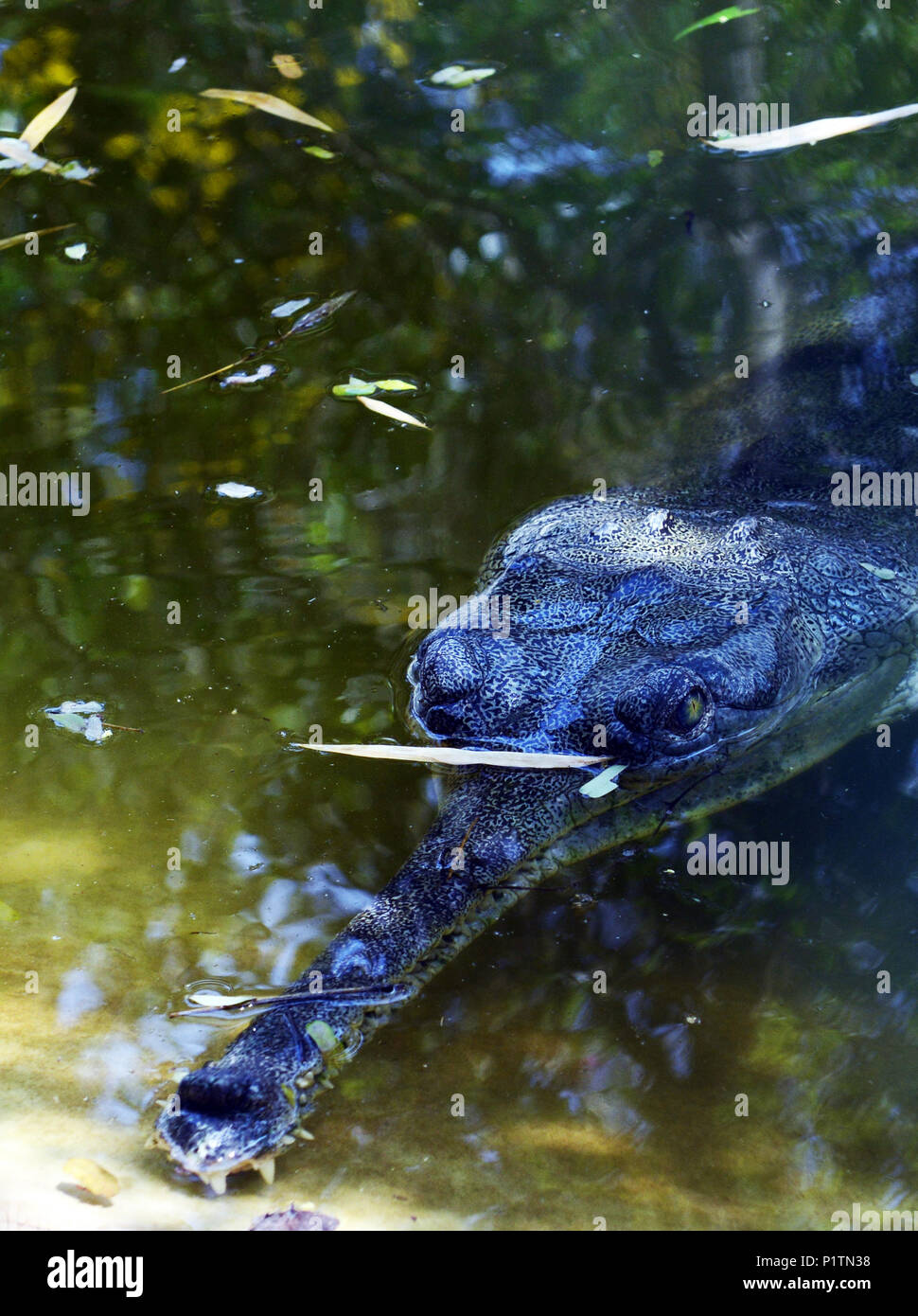 A Close up of a Gharial - Fish-Eating crocodile Stock Photo - Alamy