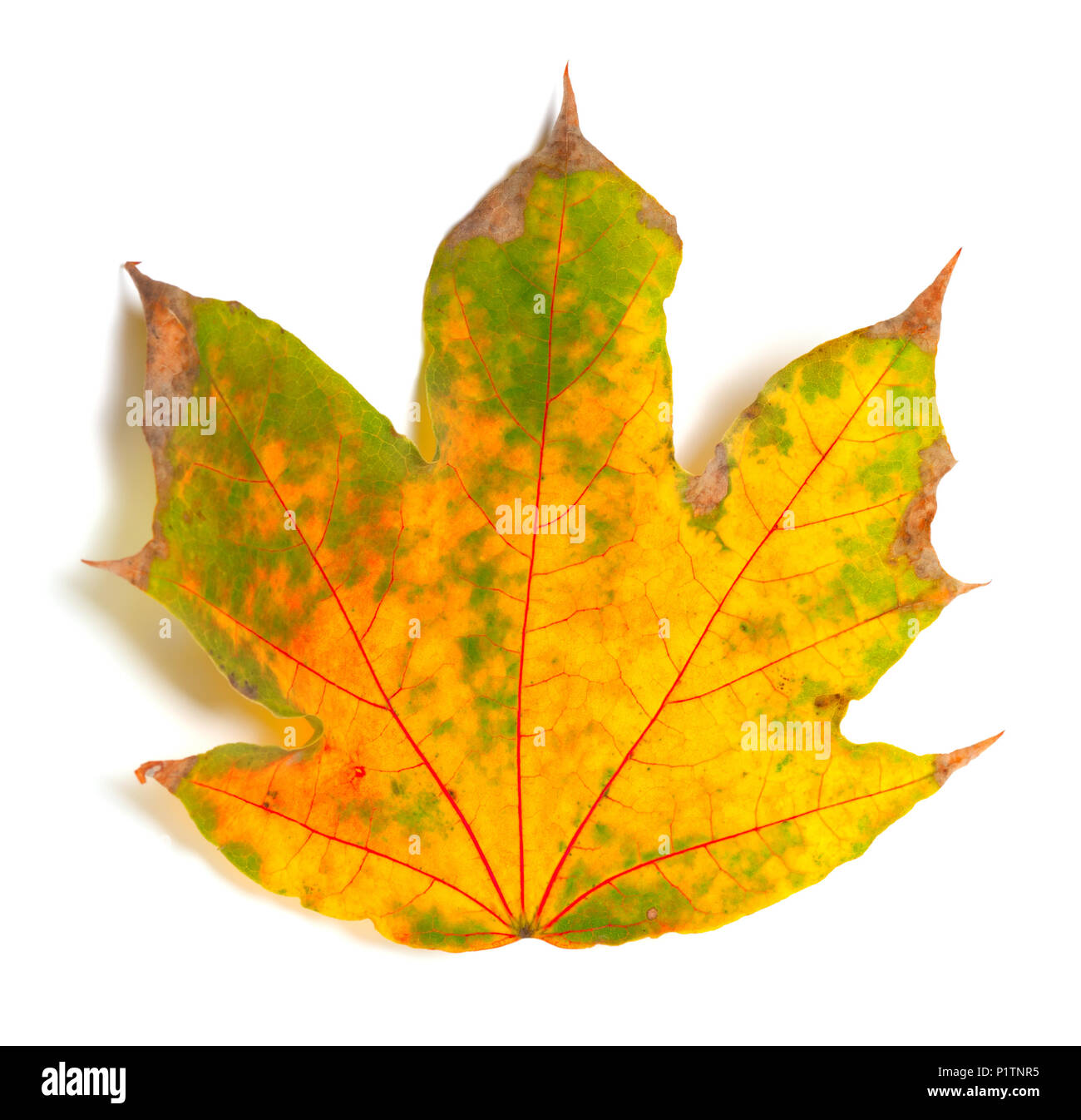 Dry autumn multicolor maple-leaf. Isolated on white background Stock ...