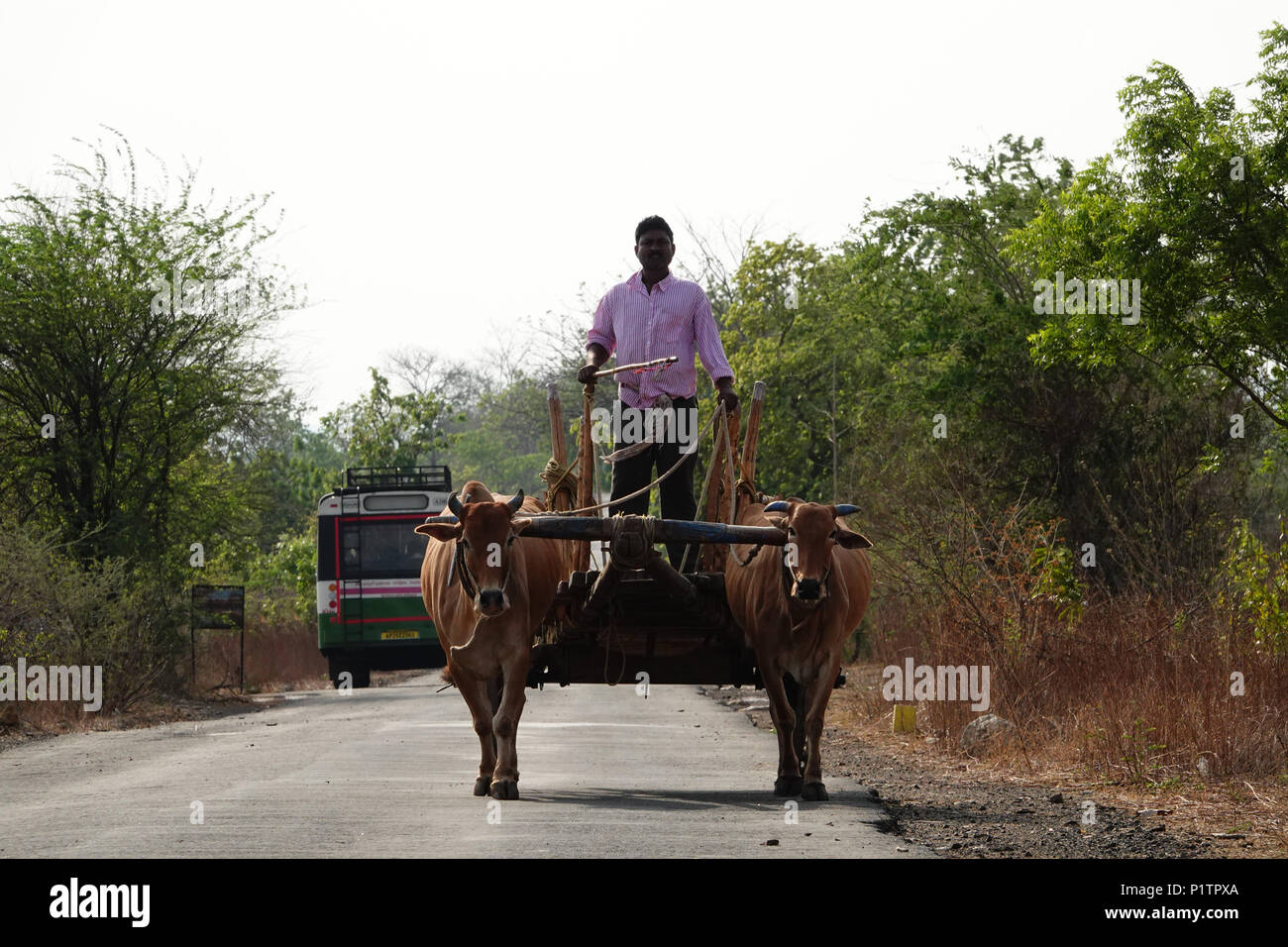 Indian farmer riding bullock cart, rural village, of Maharashtra, India ...