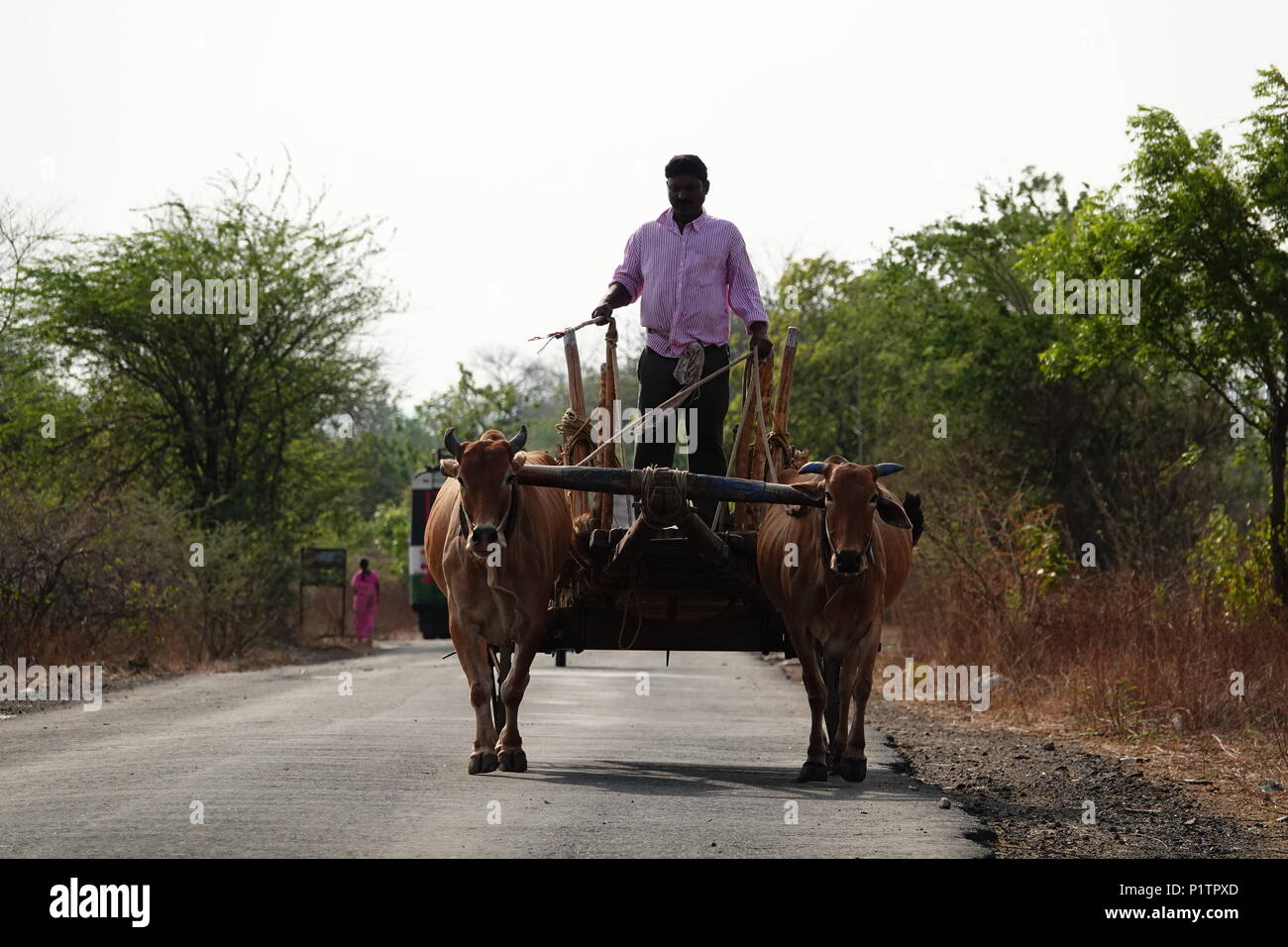 India Bullock Cart Ride High Resolution Stock Photography and Images ...