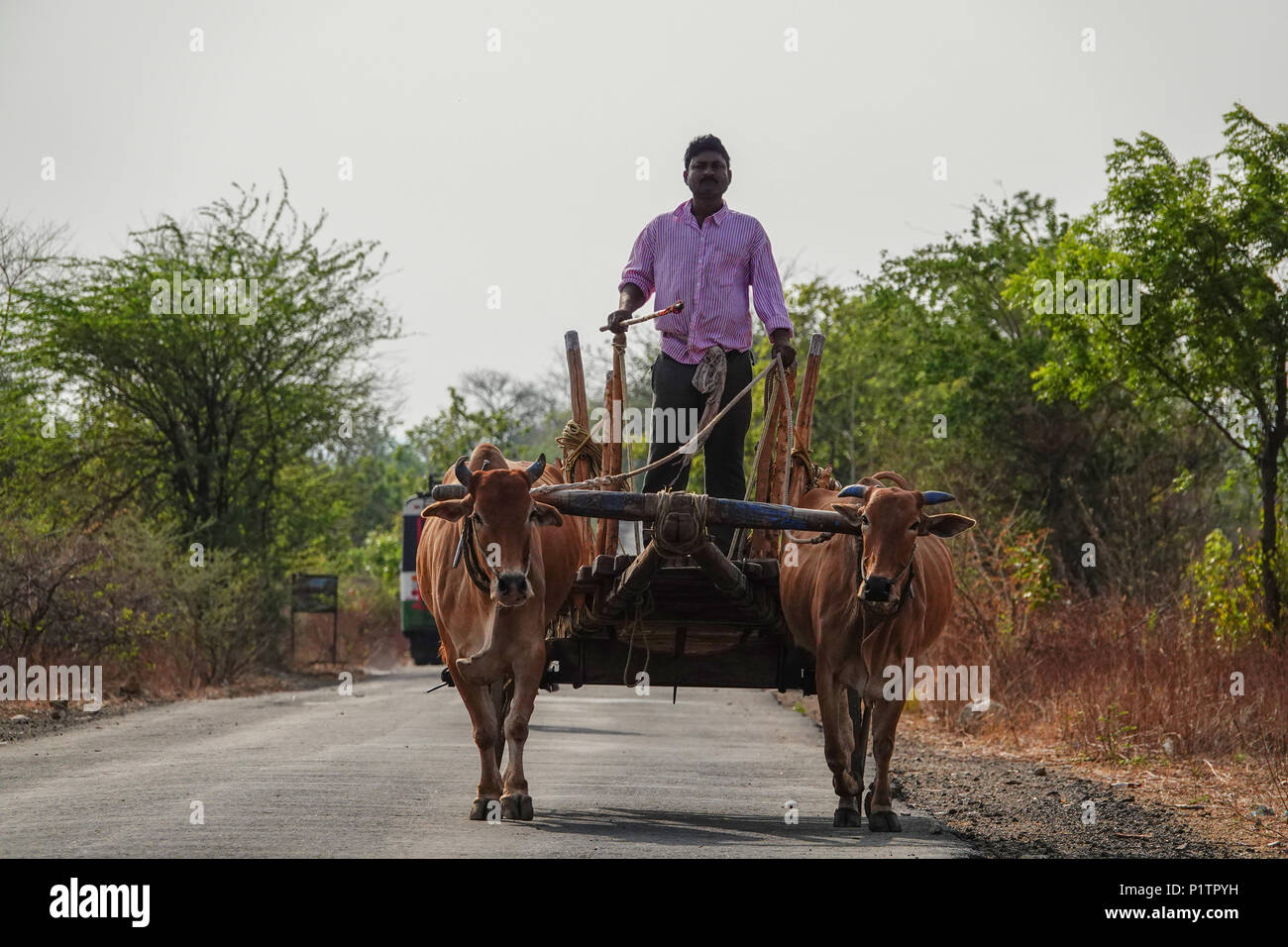 India Bullock Cart Ride High Resolution Stock Photography and Images ...
