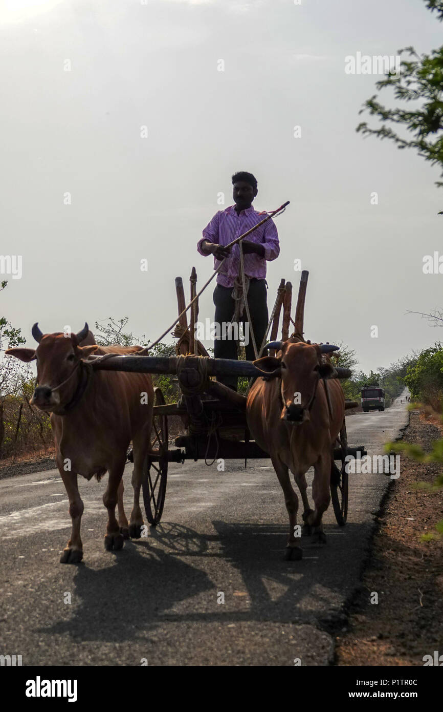 Indian farmer riding bullock cart, rural village, of Maharashtra, India ...