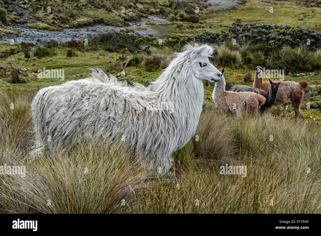 Llamas ecuador hi-res stock photography and images - Alamy