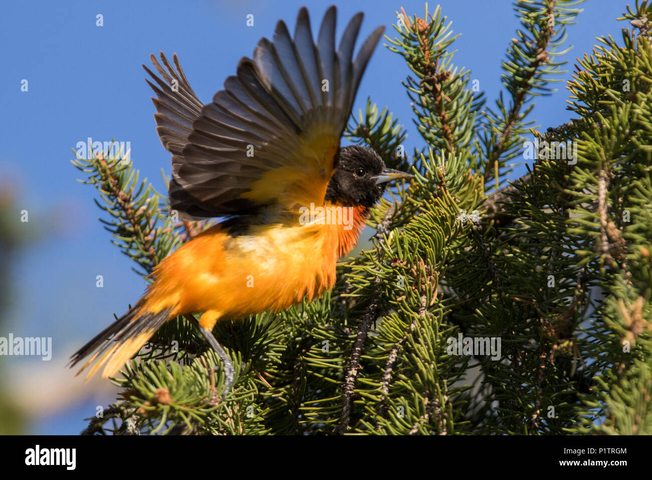Male baltimore oriole hi-res stock photography and images - Alamy