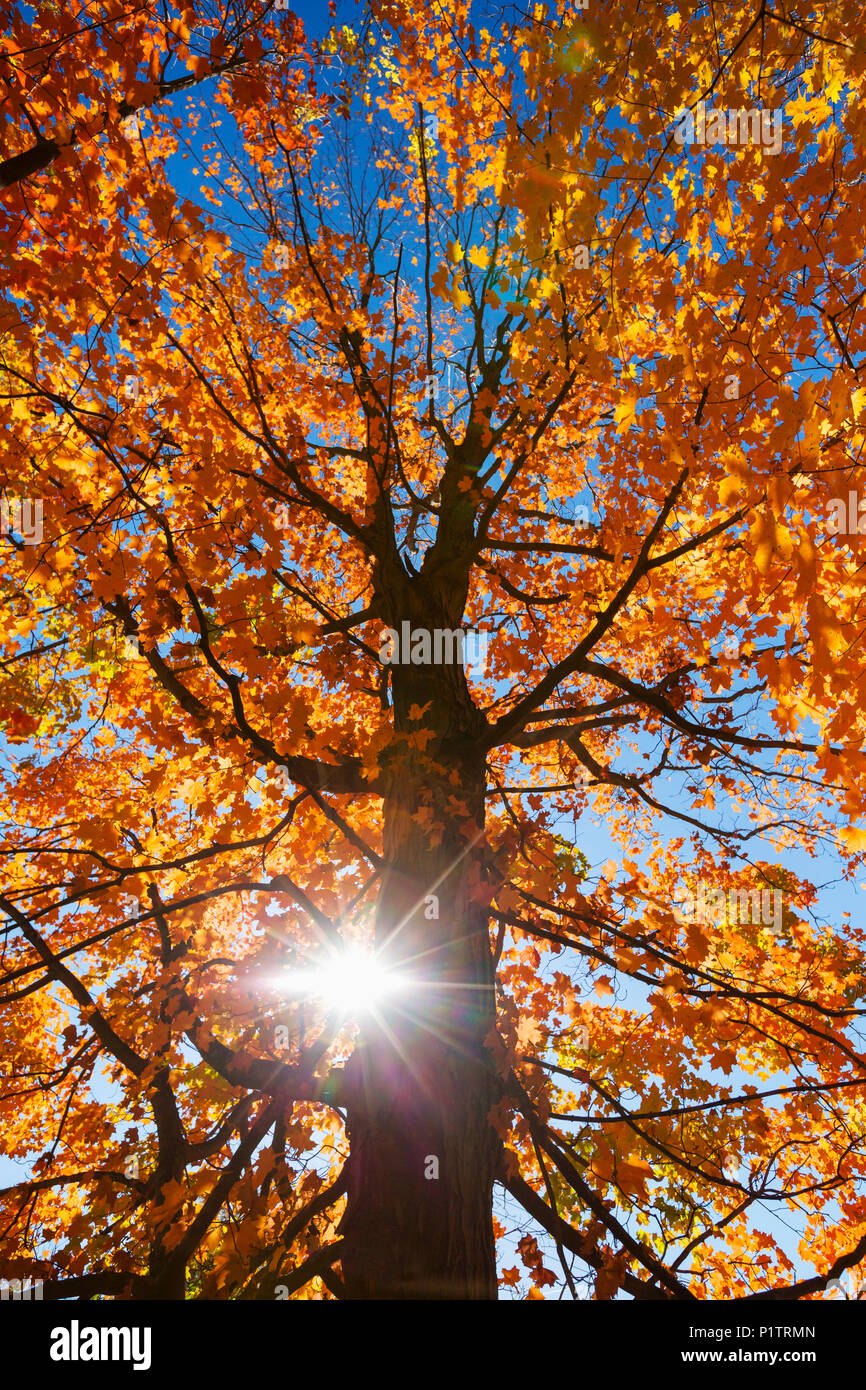 Autumn colours on trees and a sunburst; Chagrin Falls, Ohio, United ...