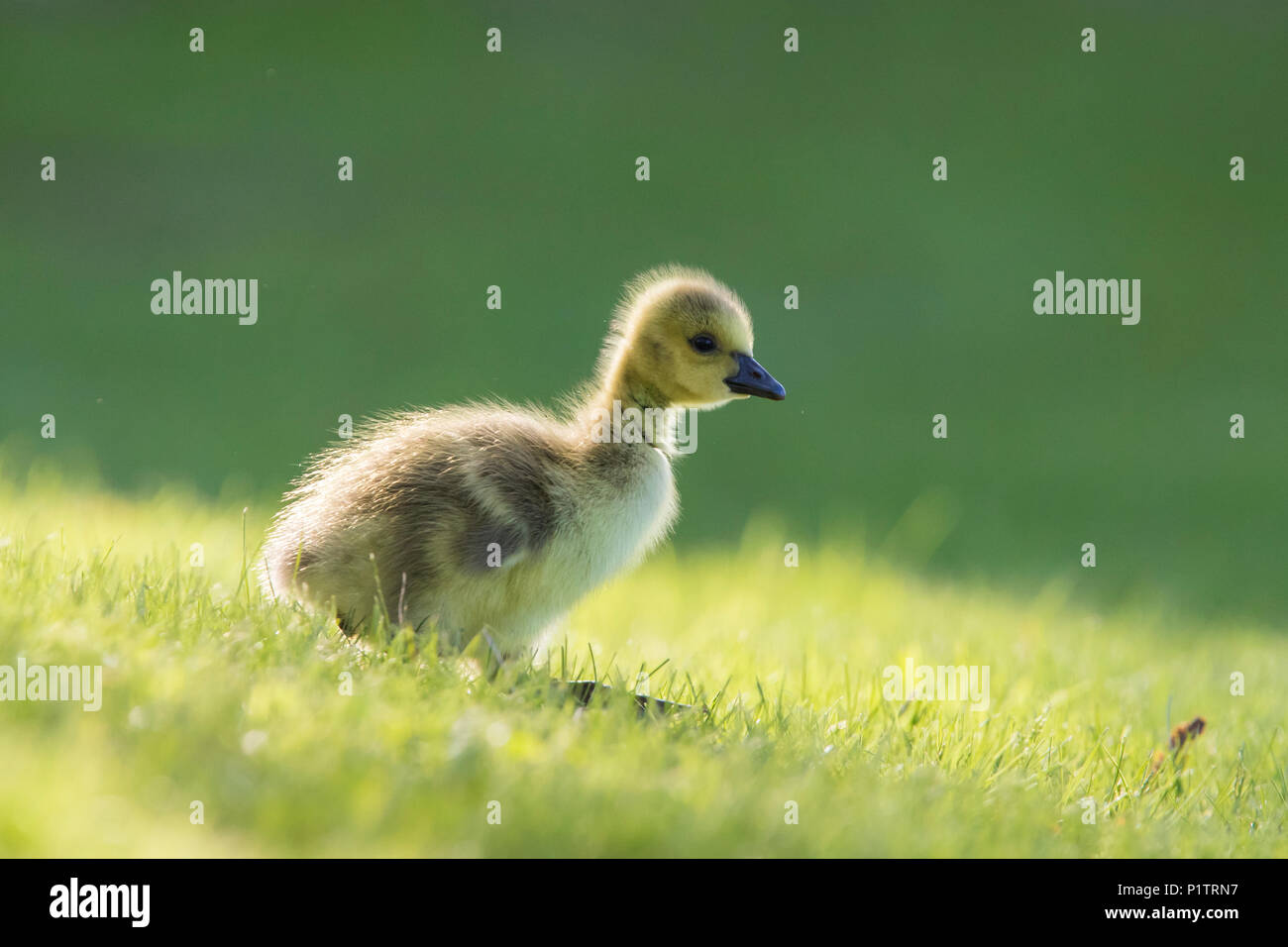 canada goose babies Stock Photo - Alamy