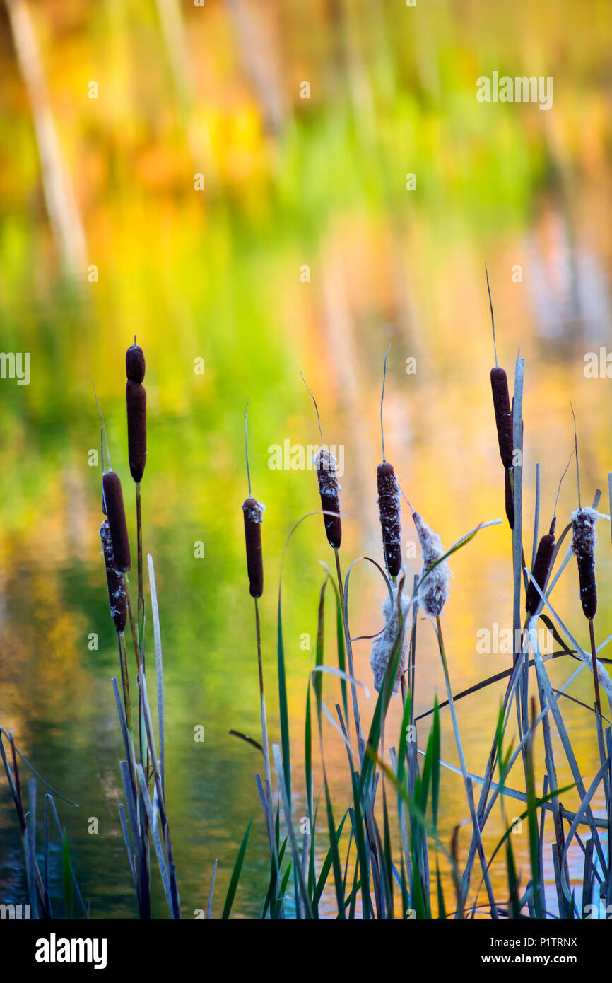Cat tails and reflection of autumn colours in tranquil water; Chagrin ...