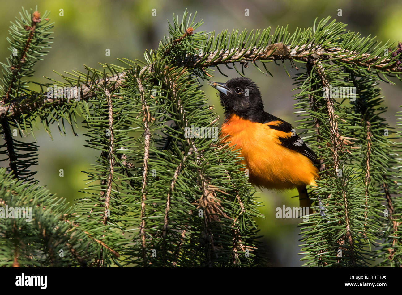 Northern baltimore oriole hi-res stock photography and images - Alamy
