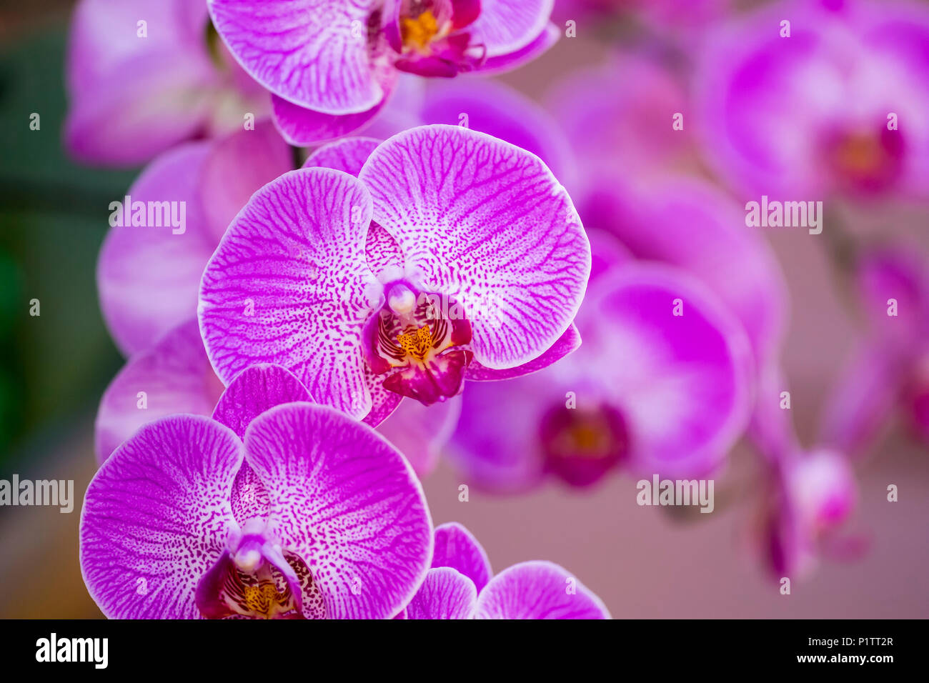 Purple hawaii flowers hi-res stock photography and images - Alamy