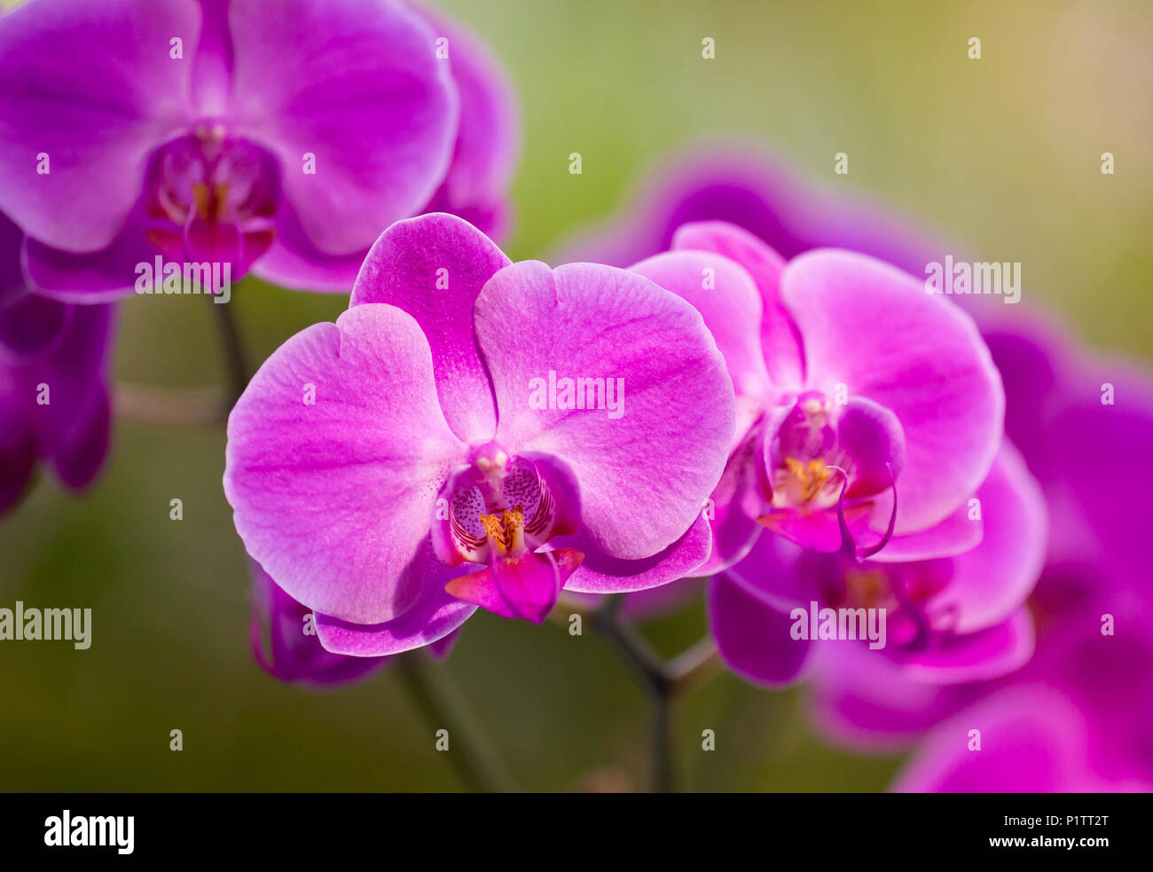 Purple hawaii flowers hi-res stock photography and images - Alamy