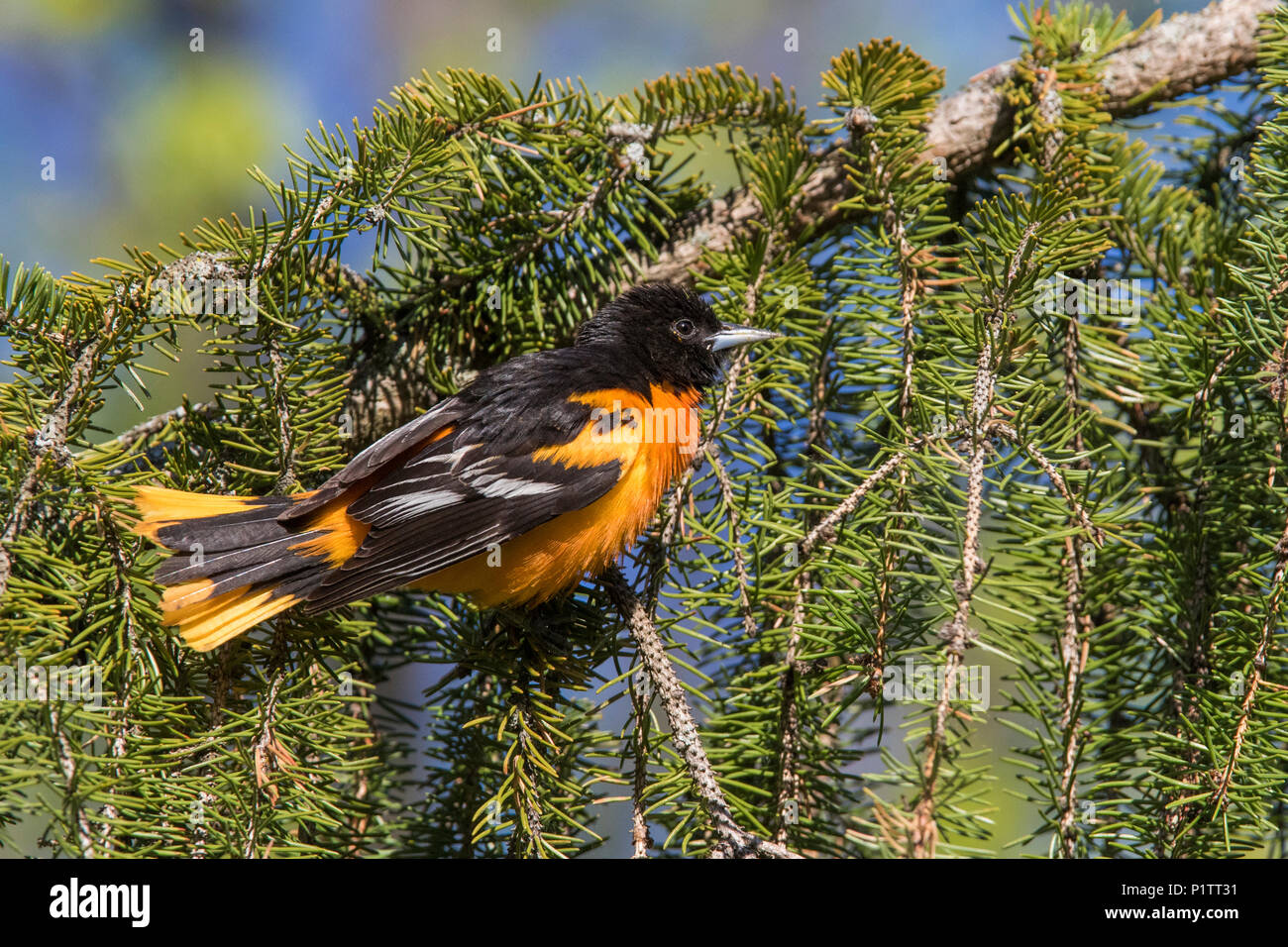 Northern baltimore oriole hi-res stock photography and images - Alamy