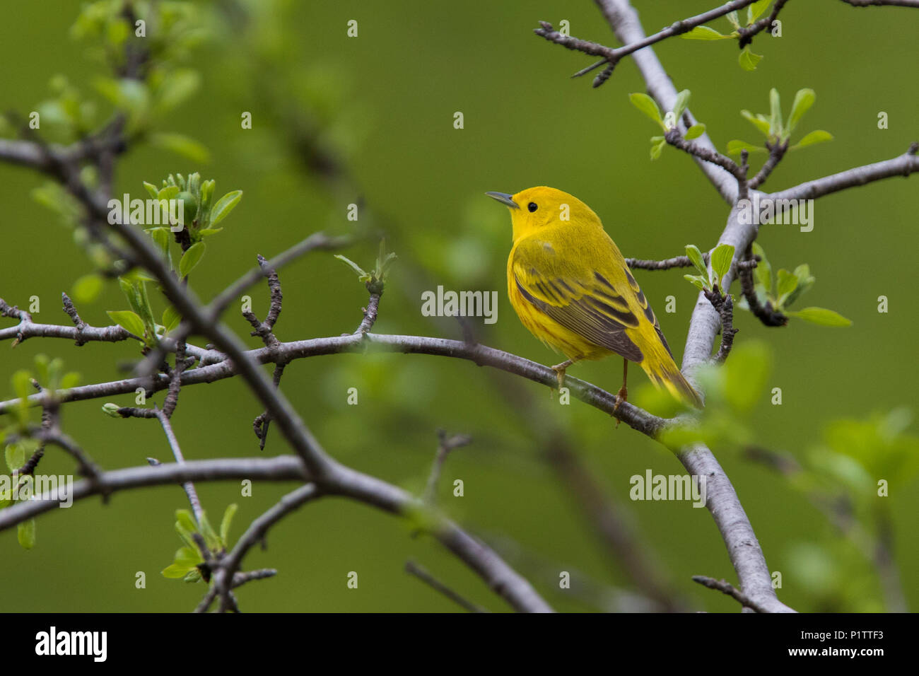 Colonel birds hi-res stock photography and images - Alamy
