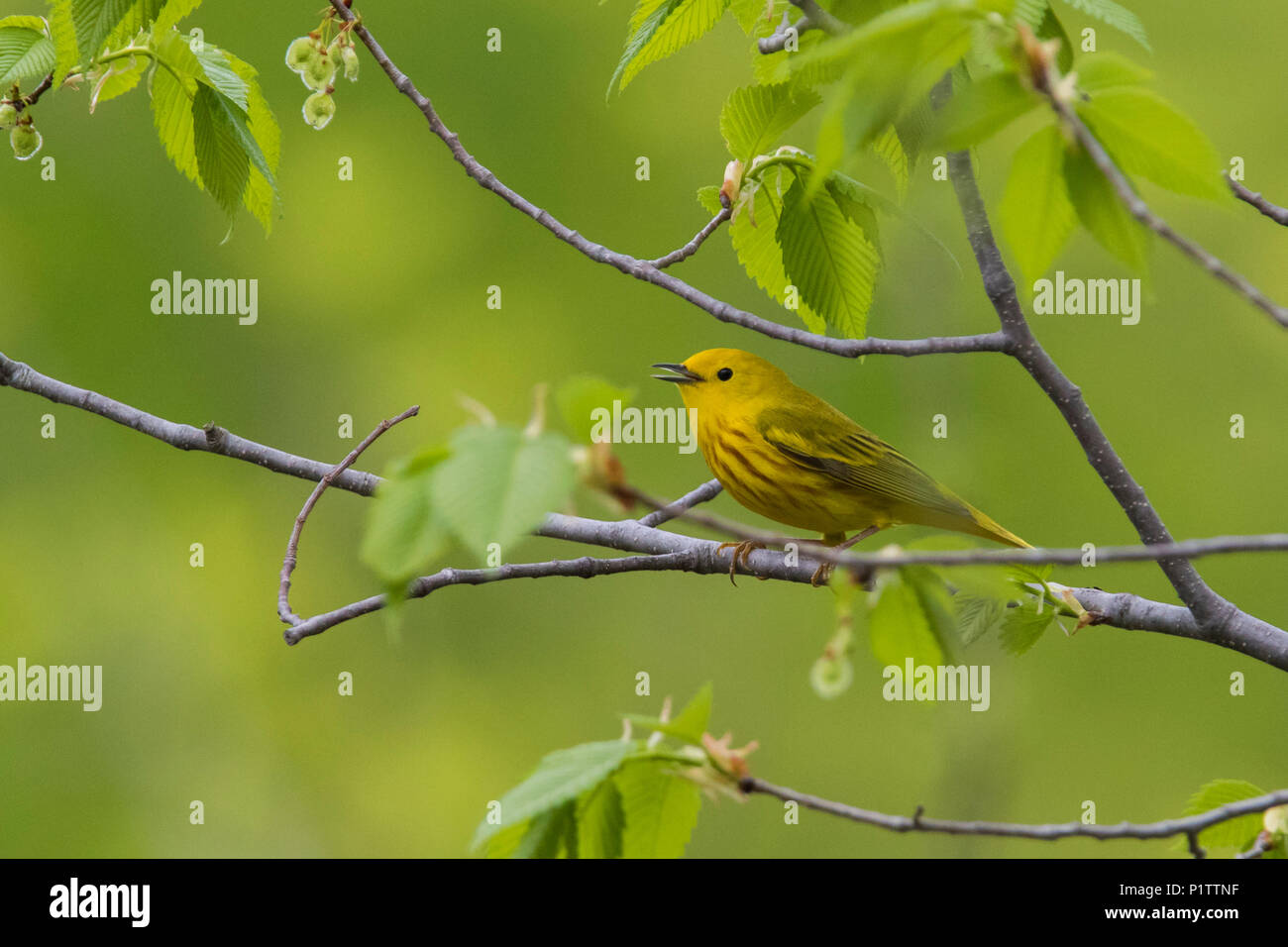 Colonel Birds High Resolution Stock Photography and Images - Alamy