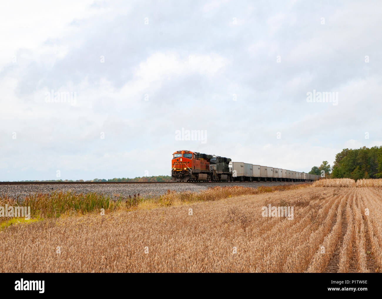 Freight train coming down the tracks next to a soybean field that is ...