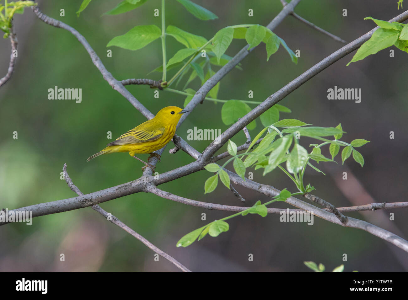 Colonel birds hi-res stock photography and images - Alamy