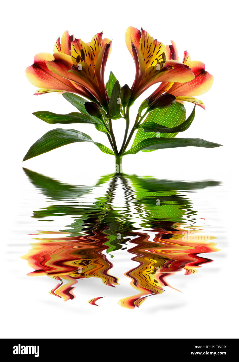 Ripple water flower hi-res stock photography and images - Alamy