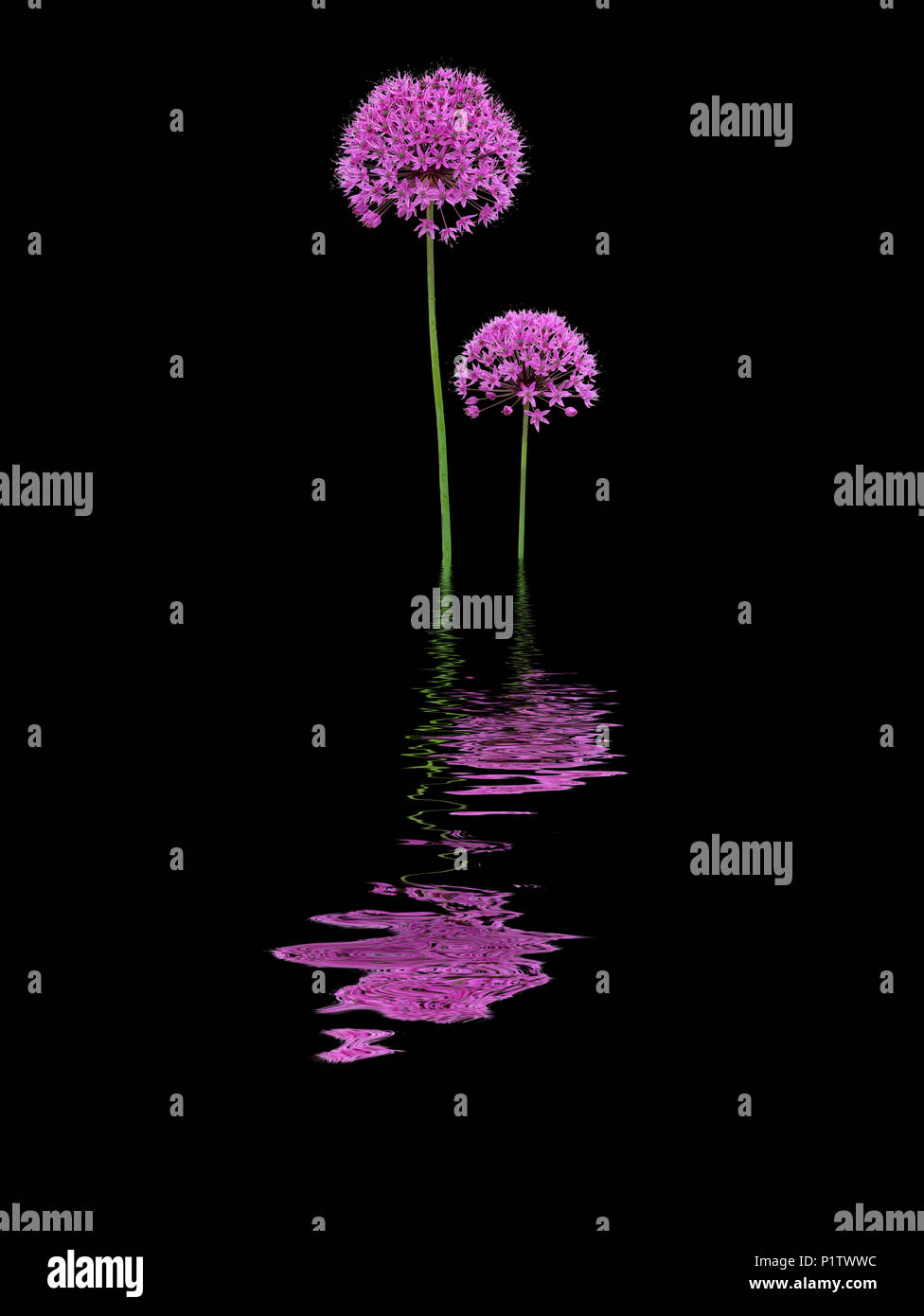 Water reflection purple hi-res stock photography and images - Alamy