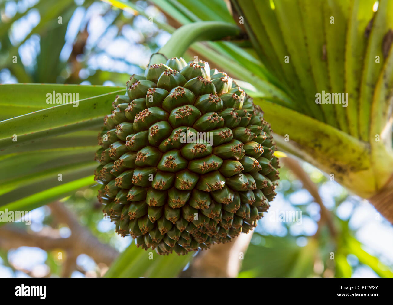 Pandanus screw pine hi-res stock photography and images - Alamy