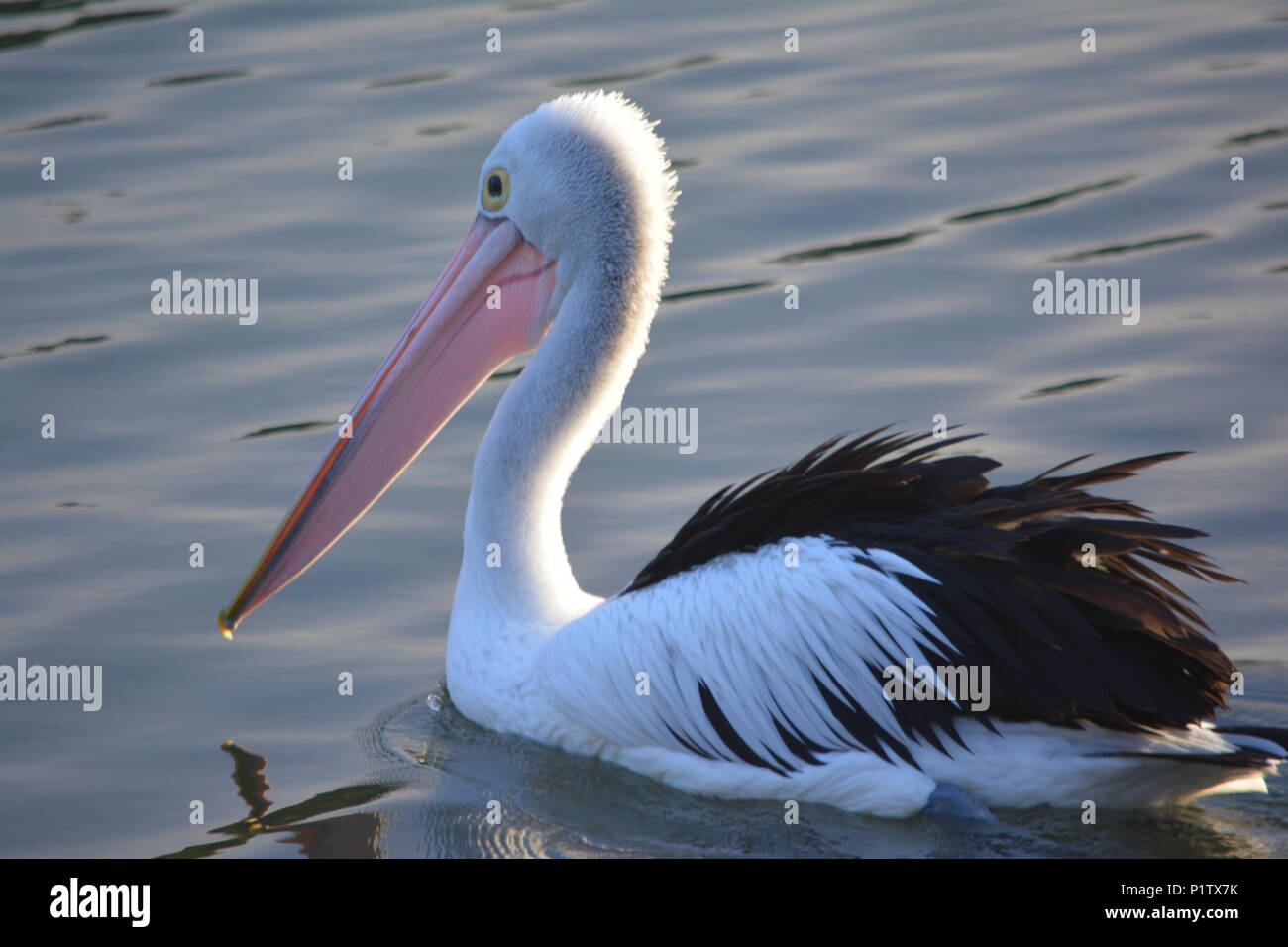 Bird, Closeup of a beautiful Australian Pelican on the river, a natural ...