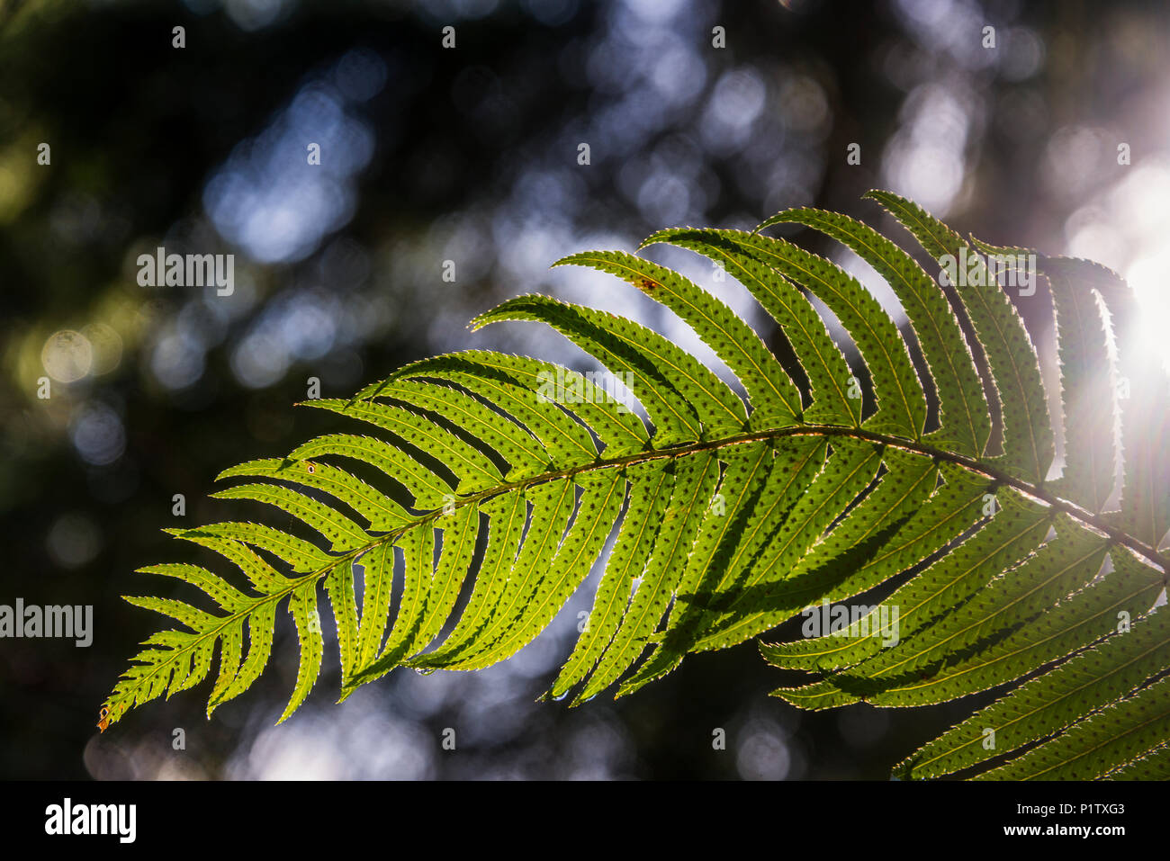 Sword fern hi-res stock photography and images - Alamy
