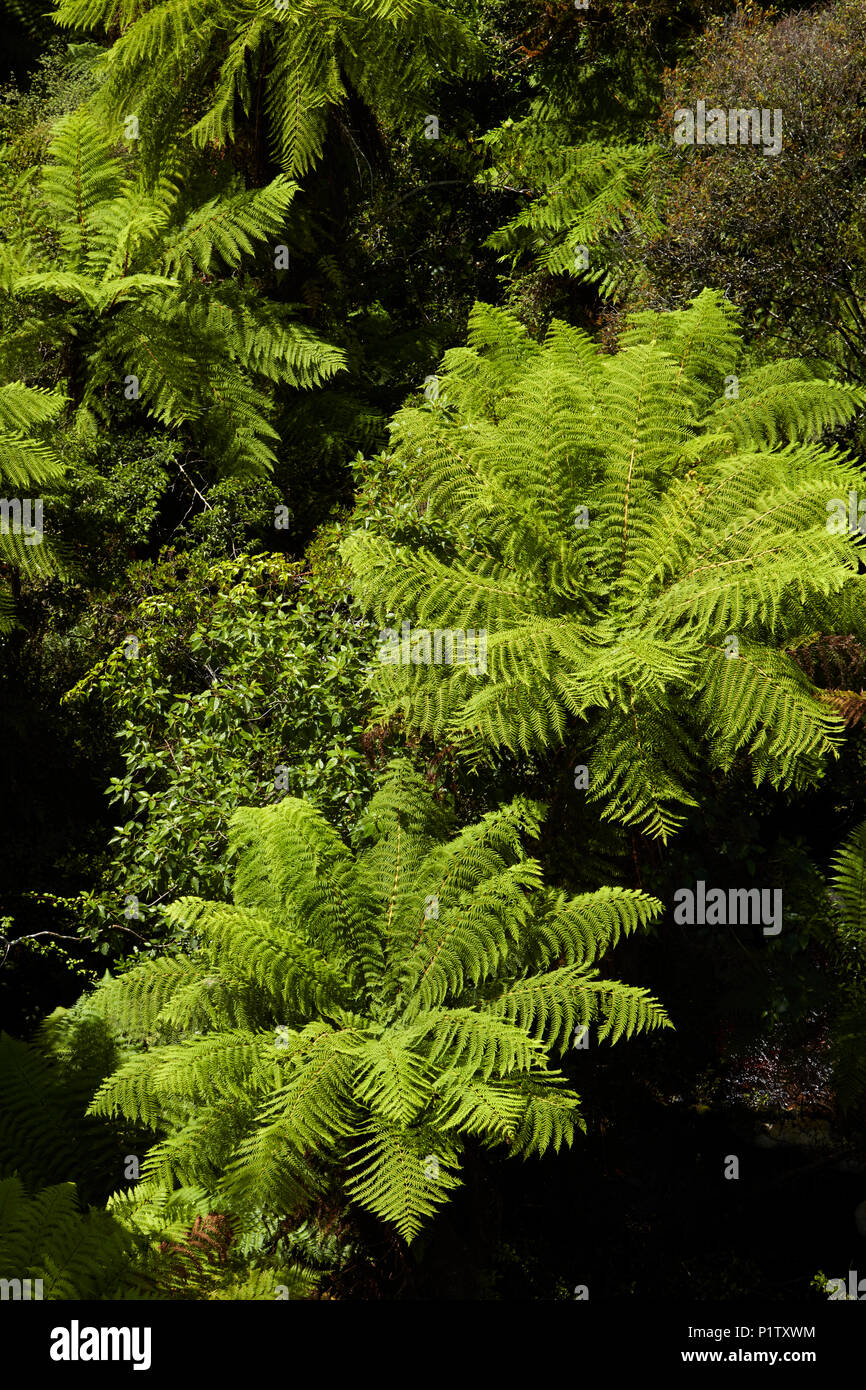 Tree Ferns High Resolution Stock Photography and Images - Alamy