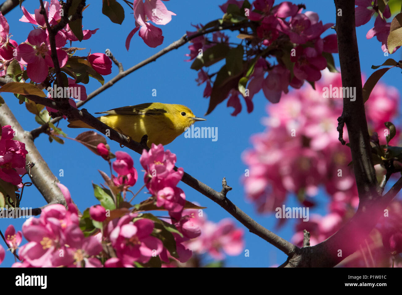 Colonel bird hi-res stock photography and images - Alamy