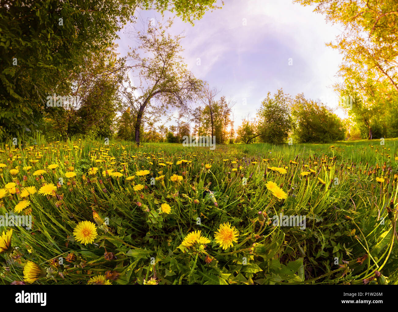 Field of yellow dandelions in a green forest at sunset. Panorama Stock ...
